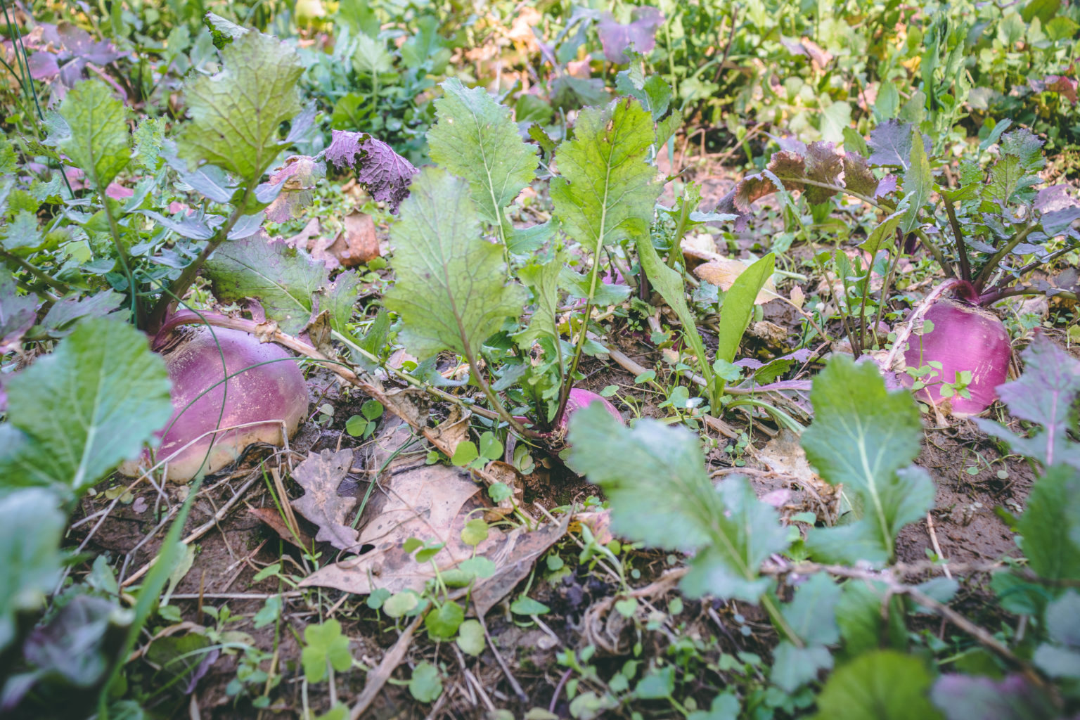 News - Horny Buck Seed